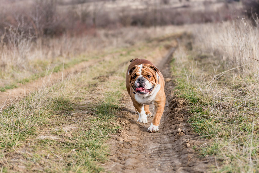 Best Things to Do with Your Bulldog this Winter - Cedar Lane Bulldogs